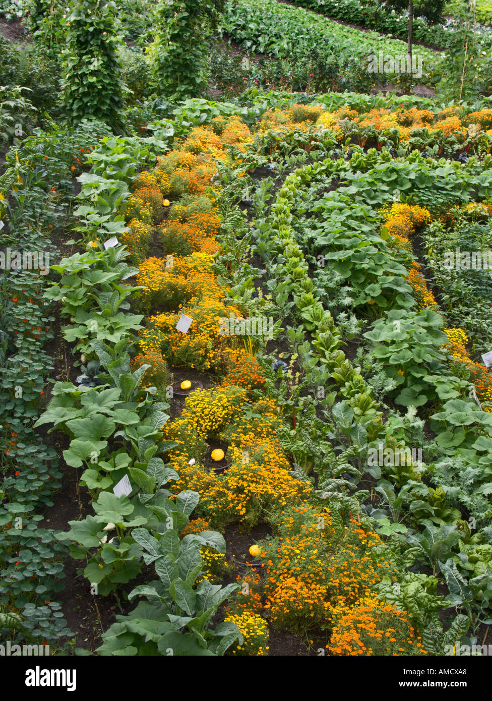Eden project cornwall vegetables hi-res stock photography and images ...