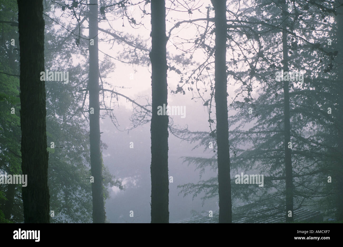 larch trees through mist Stock Photo - Alamy