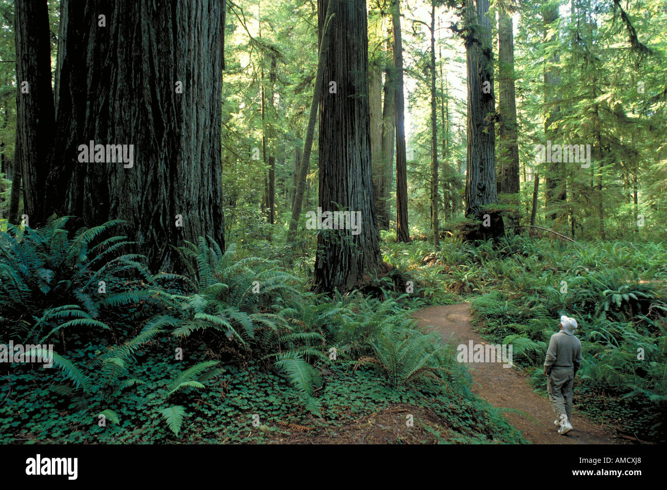 Jedediah s smith hi-res stock photography and images - Alamy