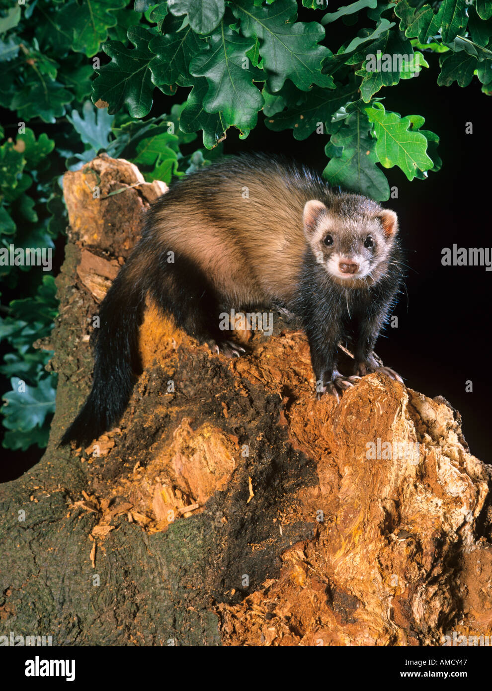 Common polecat hi-res stock photography and images - Alamy