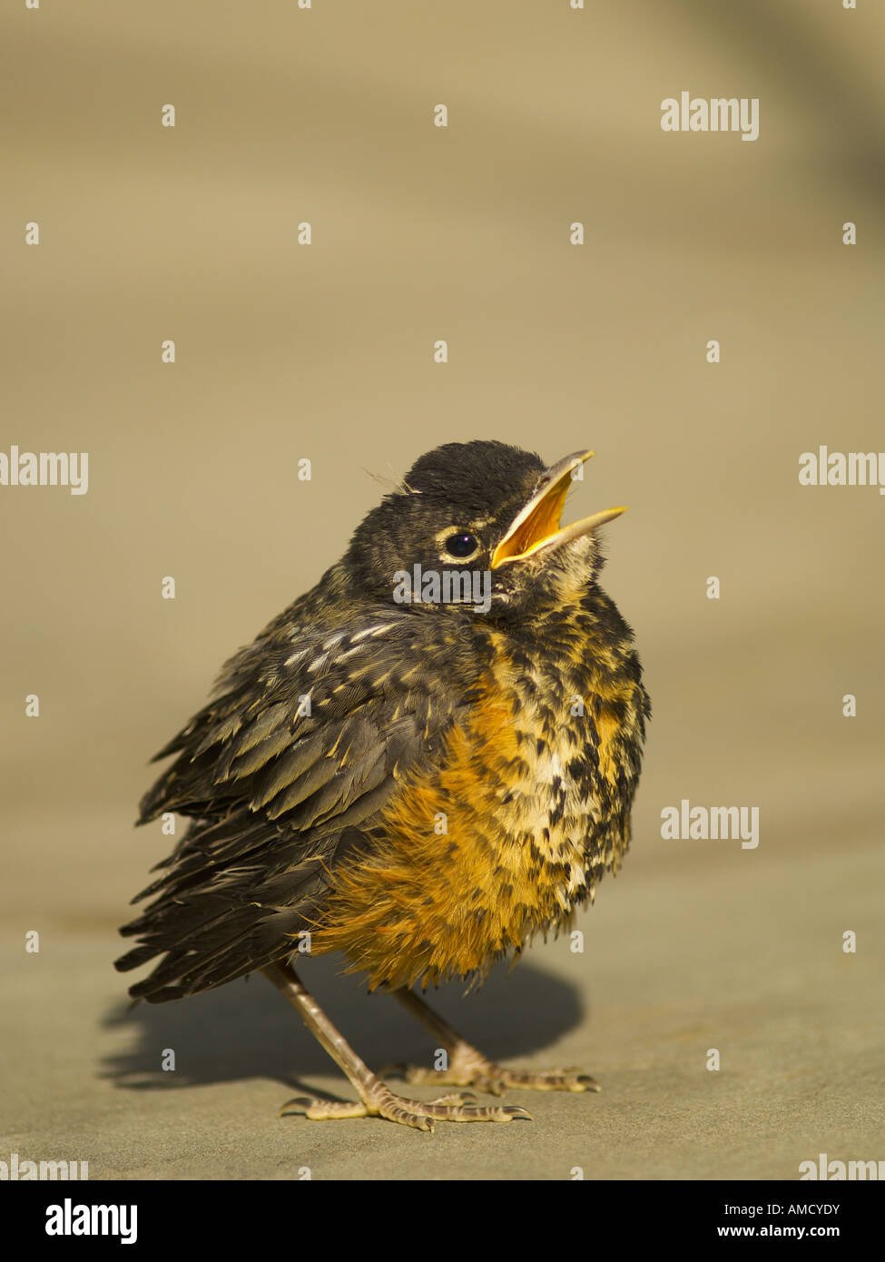 Parent bird and baby bird hi-res stock photography and images - Alamy