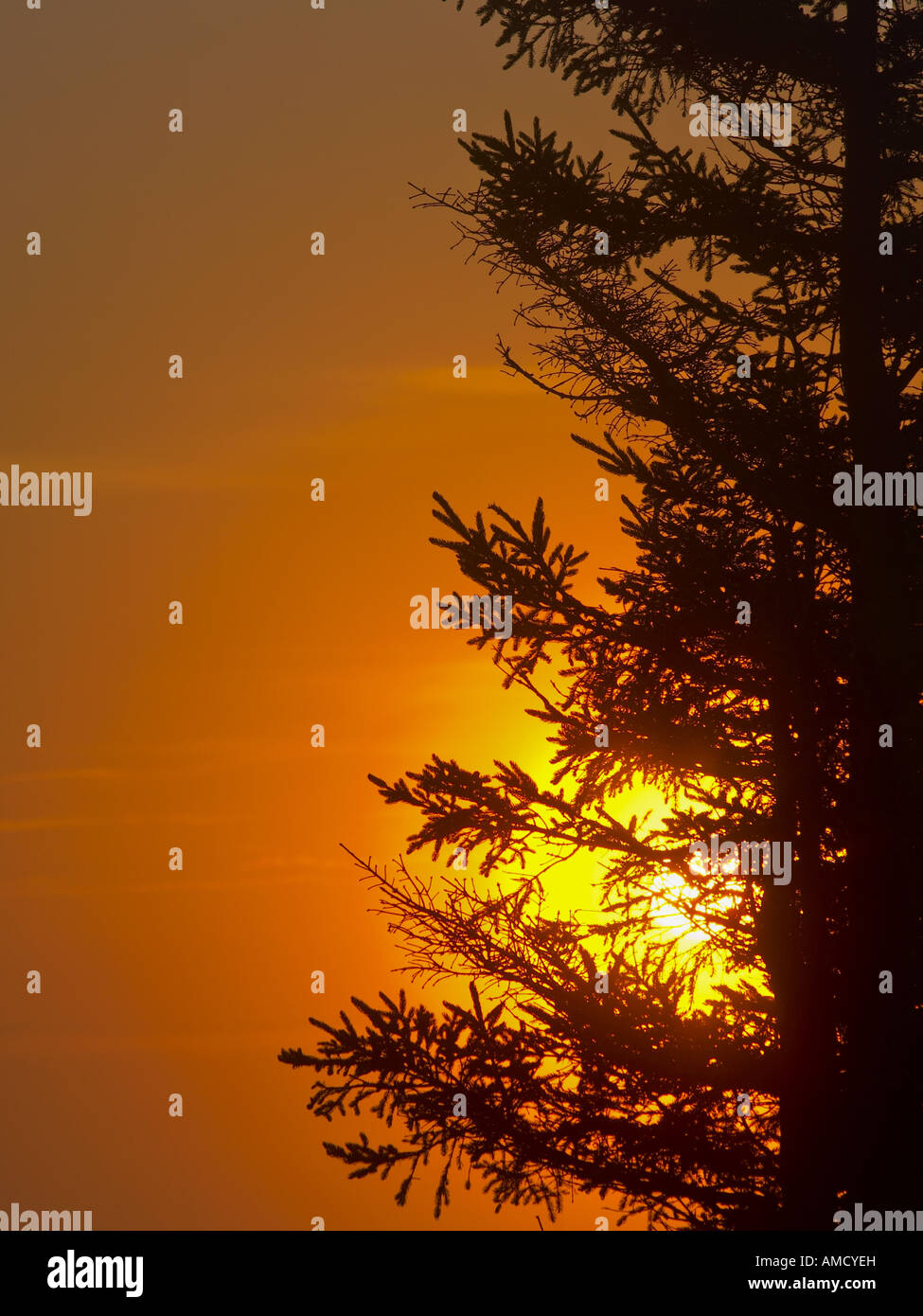 Sunrise or sunset behind tree Stock Photo - Alamy