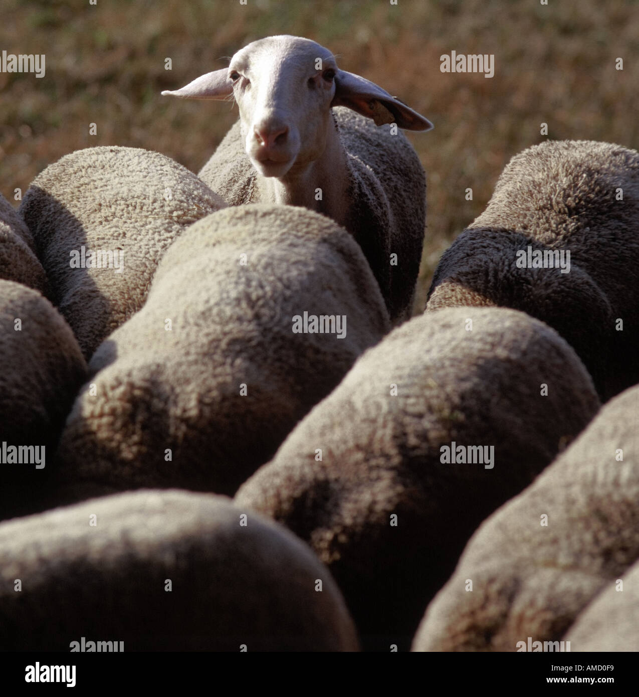 flock of sheep with one sheep looking up Stock Photo - Alamy