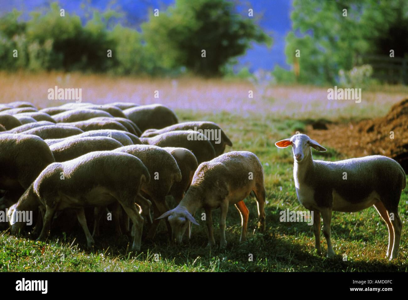 flock of sheep with one sheep looking up Stock Photo - Alamy