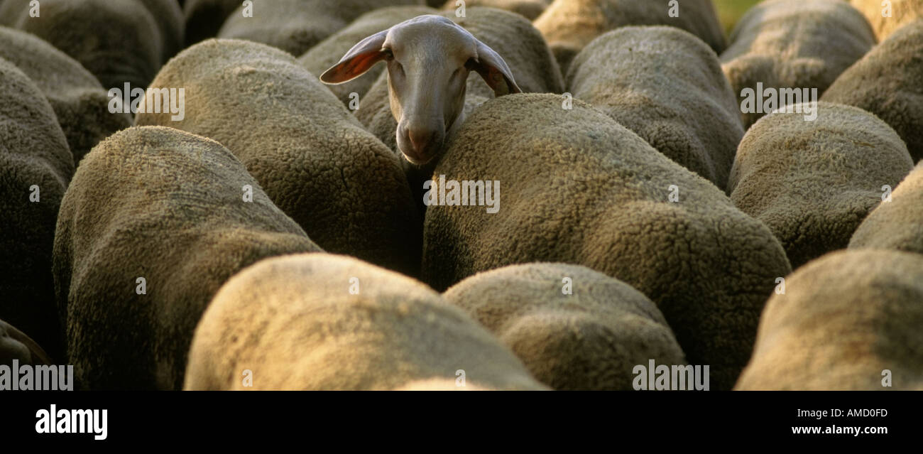 flock of sheep with one sheep looking up Stock Photo - Alamy