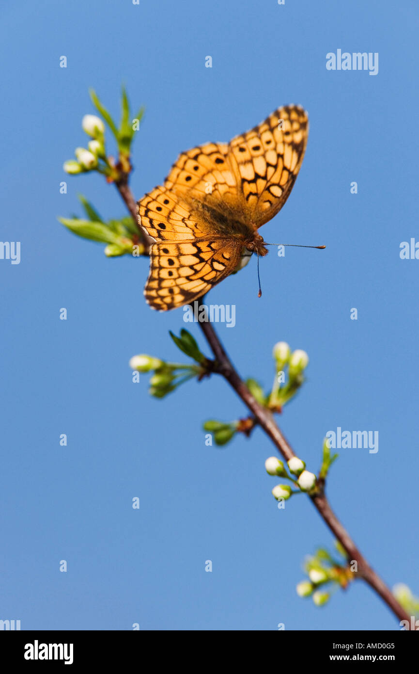 Variegated Fritillary Butterfly Stock Photo - Alamy
