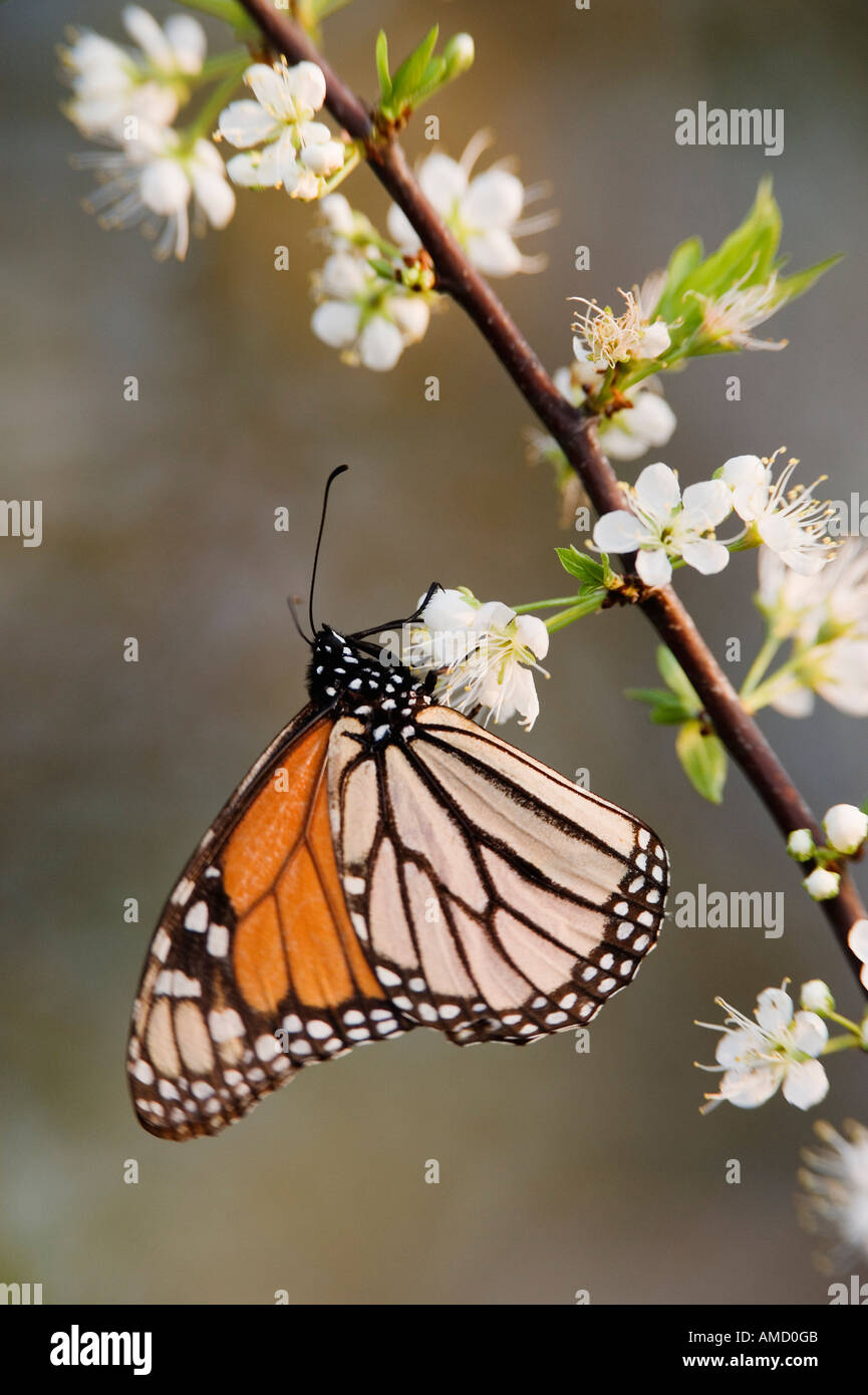Roosting monarch butterflies hi-res stock photography and images - Alamy