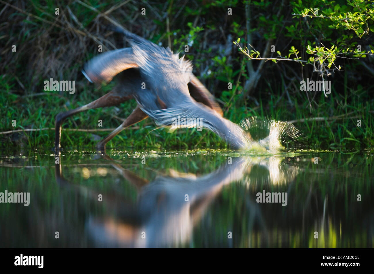 Great Blue Heron Fishing Stock Photo - Alamy