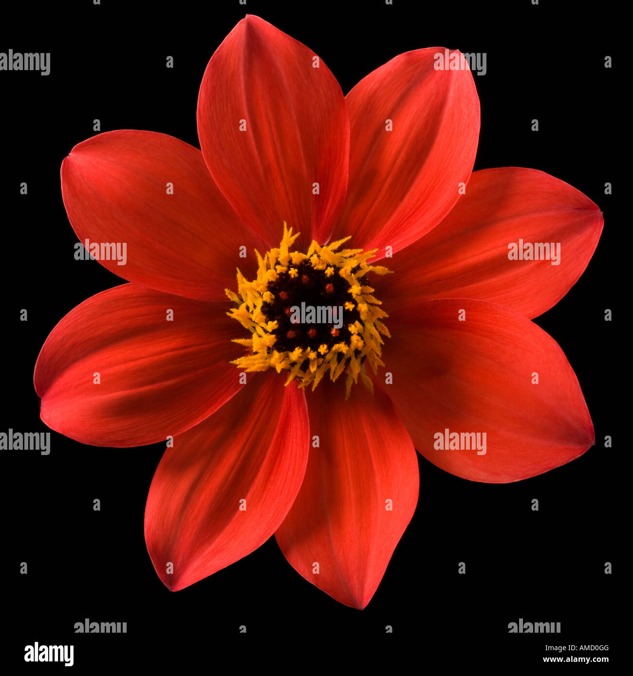 Detailed views of flowers hi-res stock photography and images - Alamy