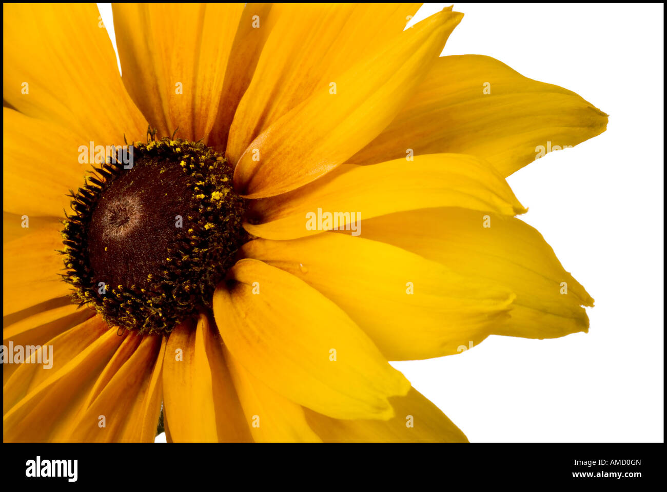 Detailed view of flower in bloom Stock Photo - Alamy