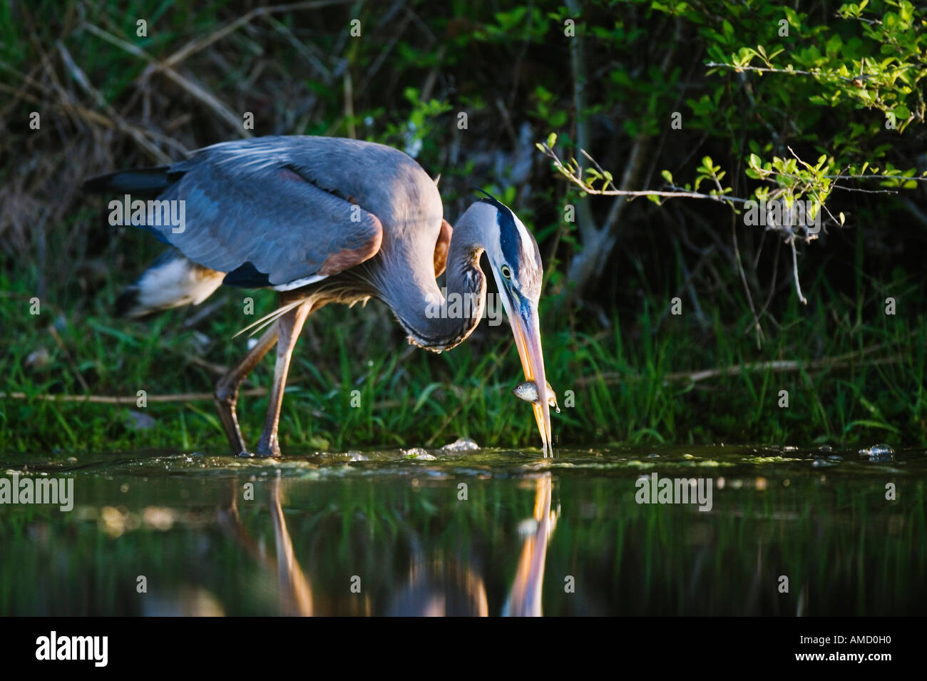 Great Blue Heron Fishing Stock Photo - Alamy