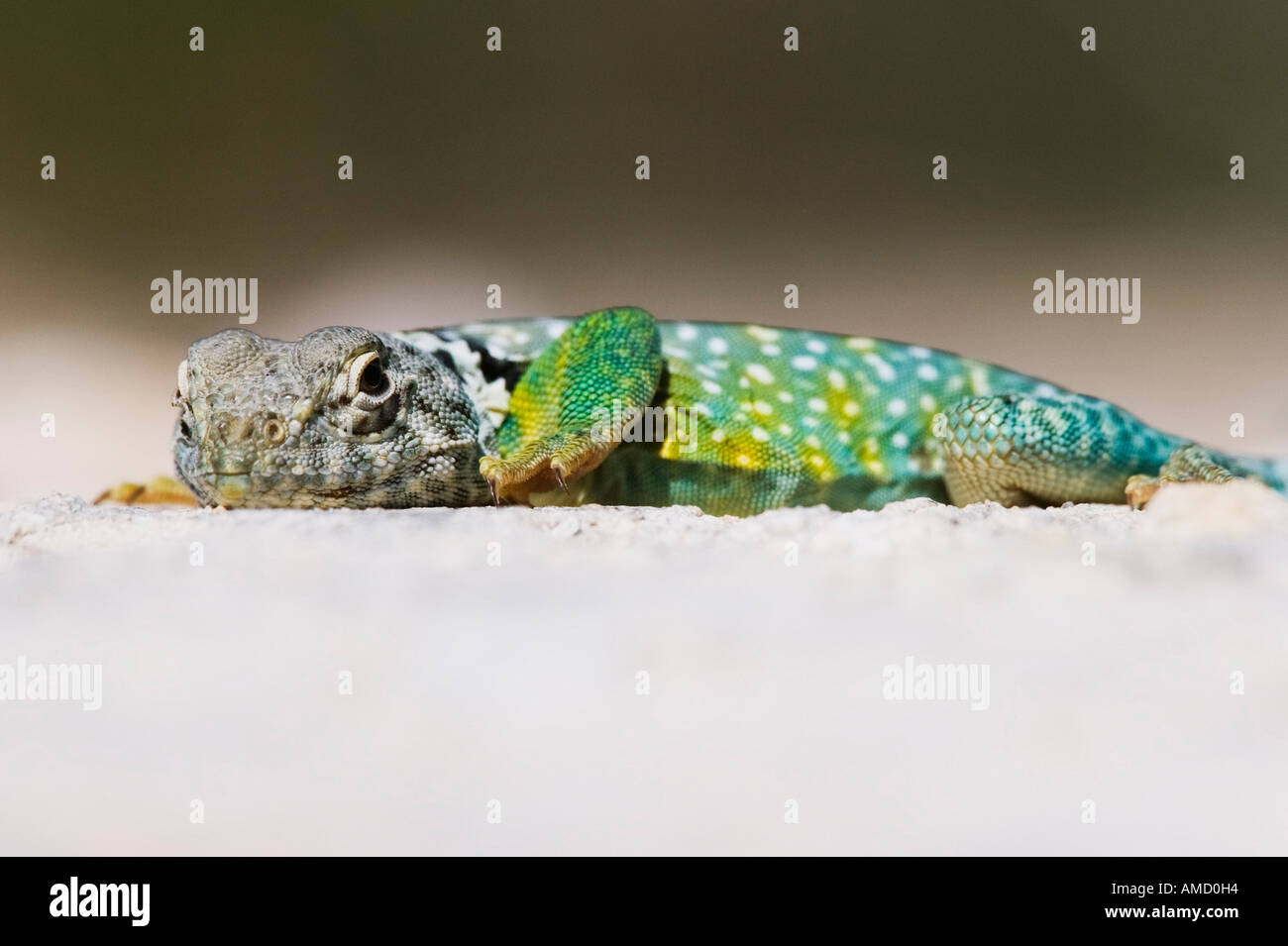 Mottled lizard hi-res stock photography and images - Alamy