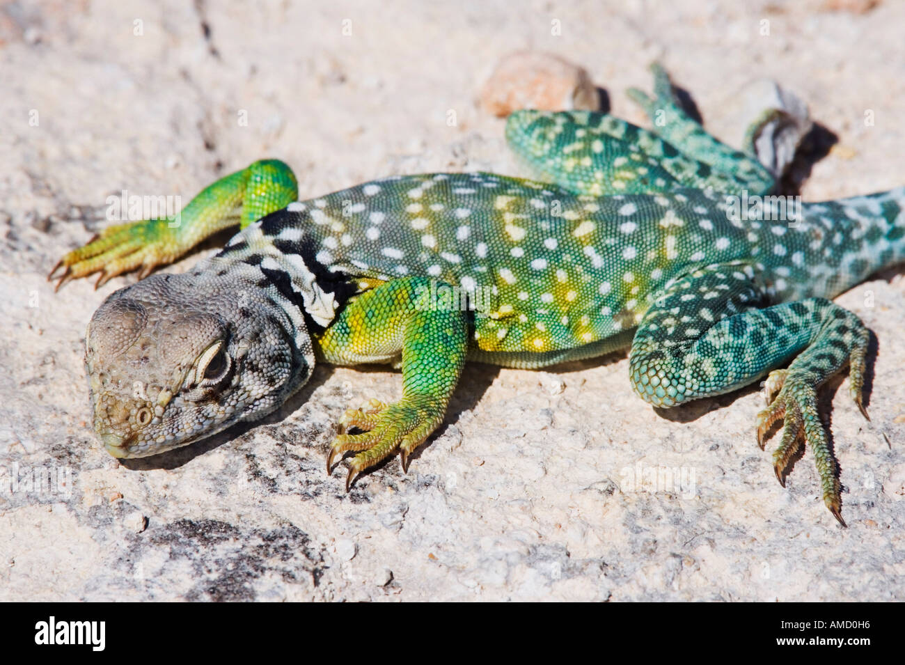 Hill country green lizard hi-res stock photography and images - Alamy