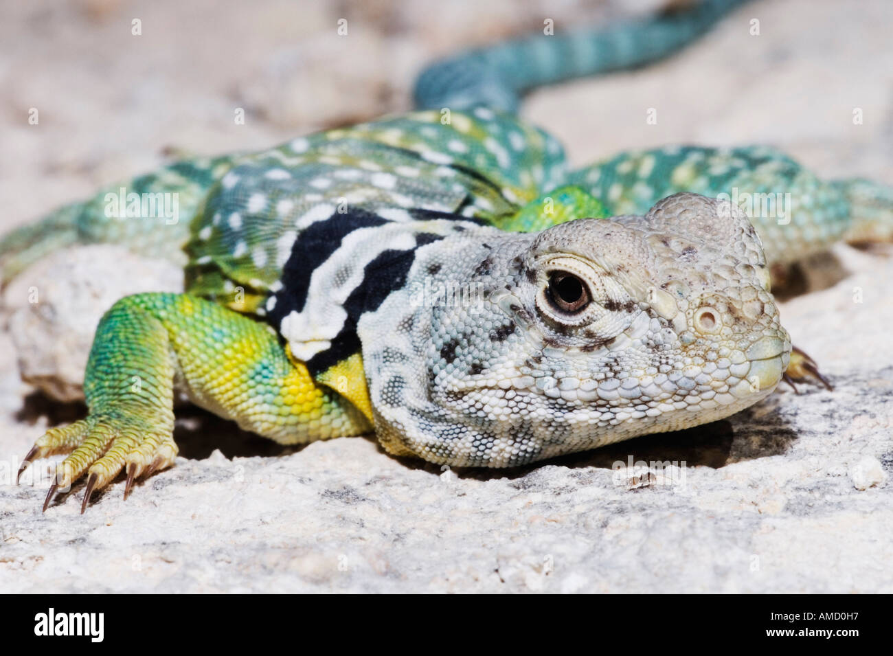 Hill country green lizard hi-res stock photography and images - Alamy