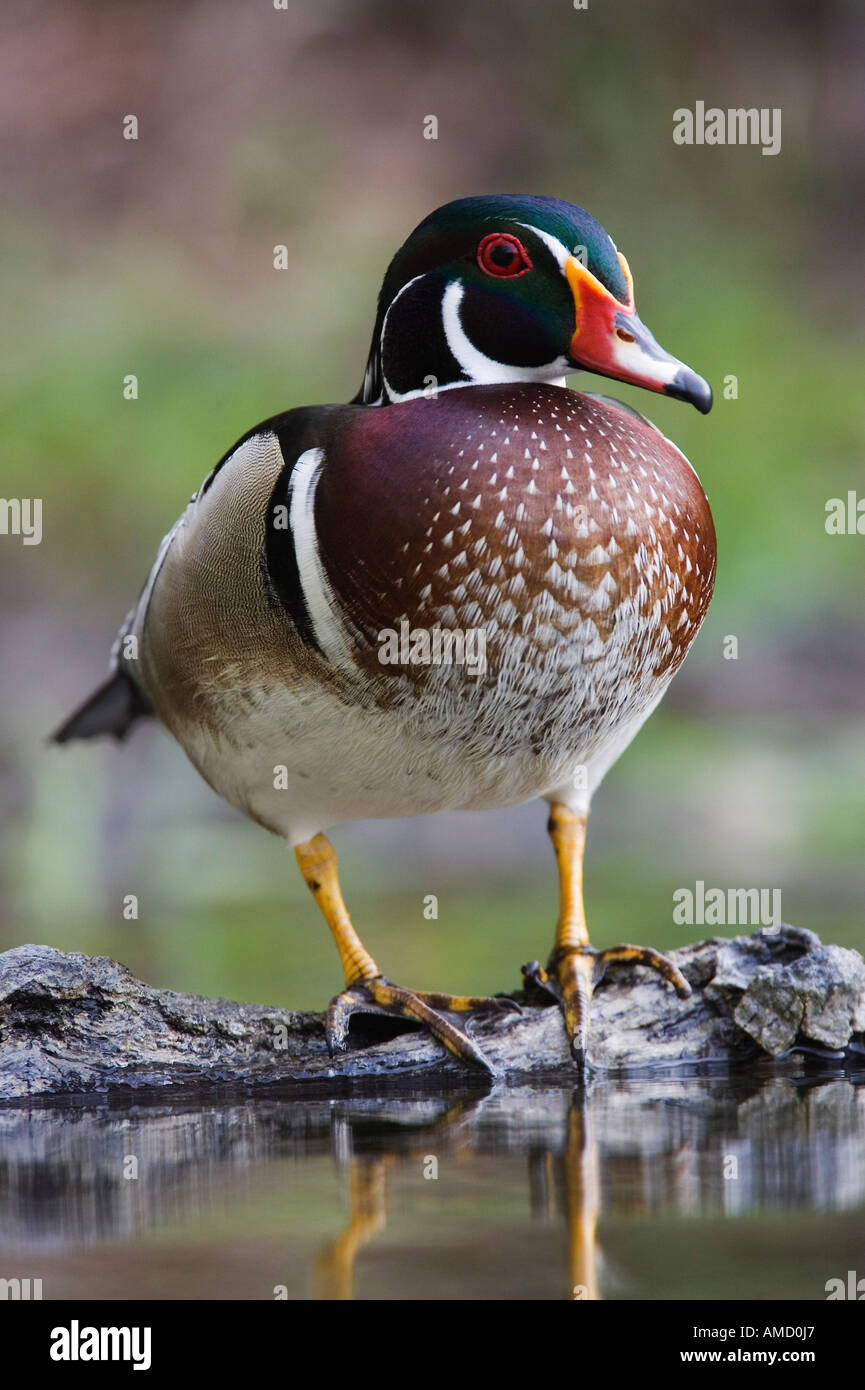 Close up view of male wood duck hi-res stock photography and images - Alamy