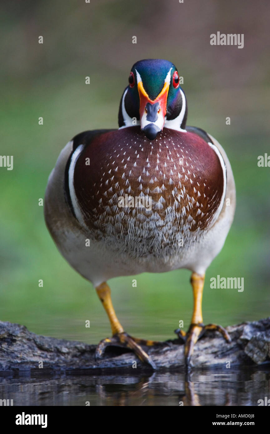 Close up view of male wood duck hi-res stock photography and images - Alamy