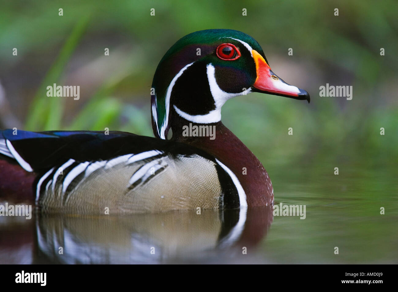 Close up view of male wood duck hi-res stock photography and images - Alamy