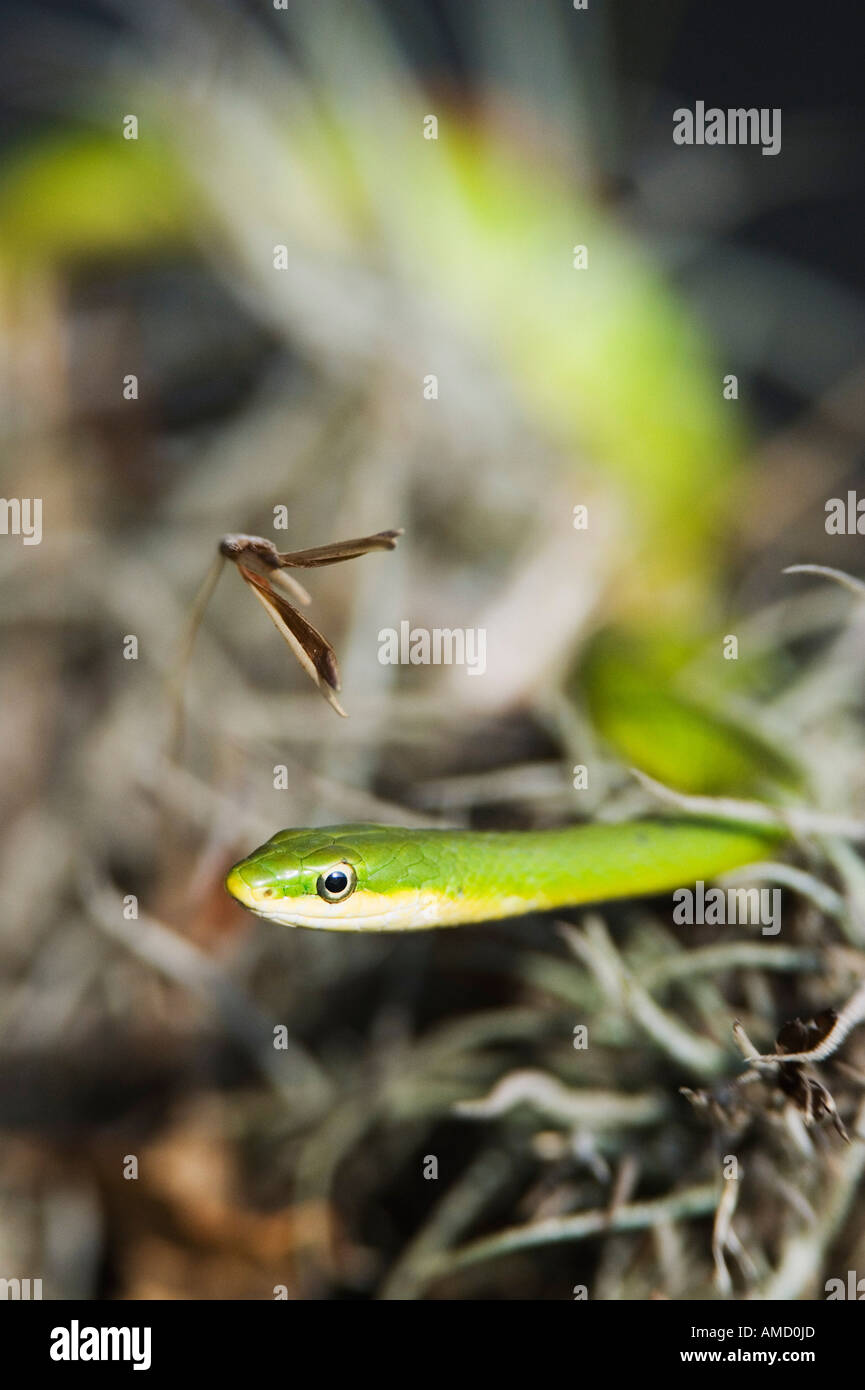 Green Tree Snake Stock Photo - Alamy