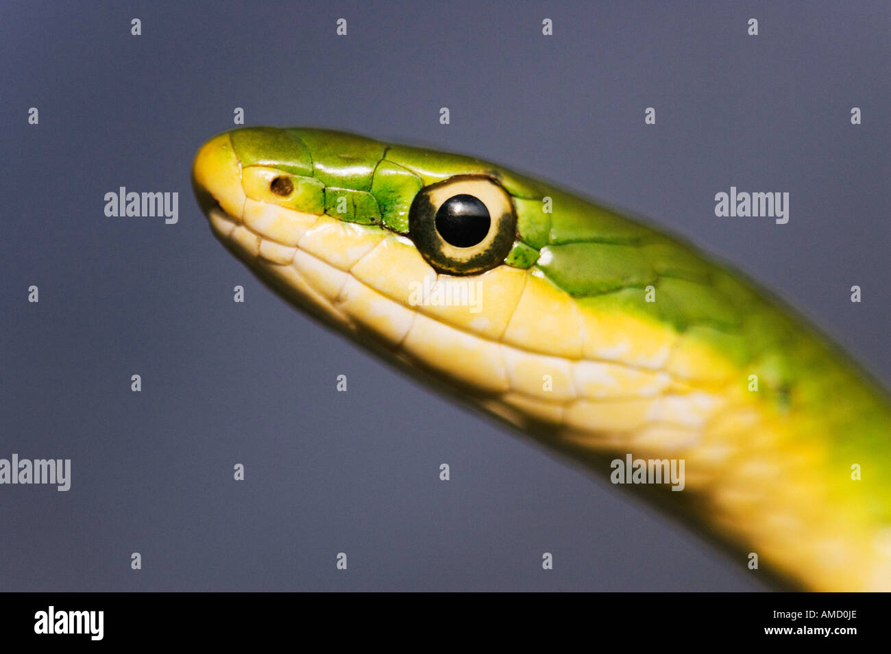 Green Tree Snake Stock Photo - Alamy