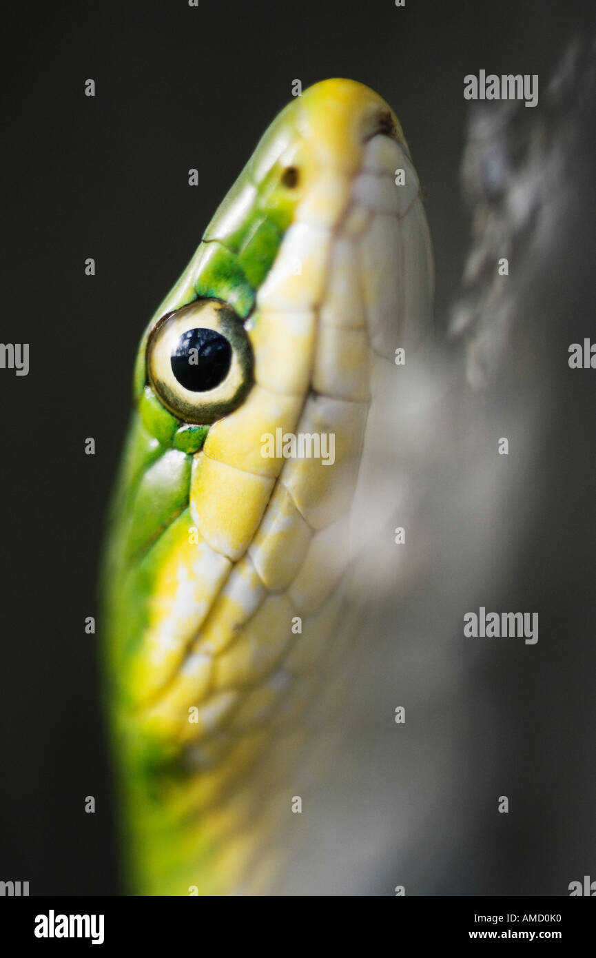 Green Tree Snake Stock Photo - Alamy