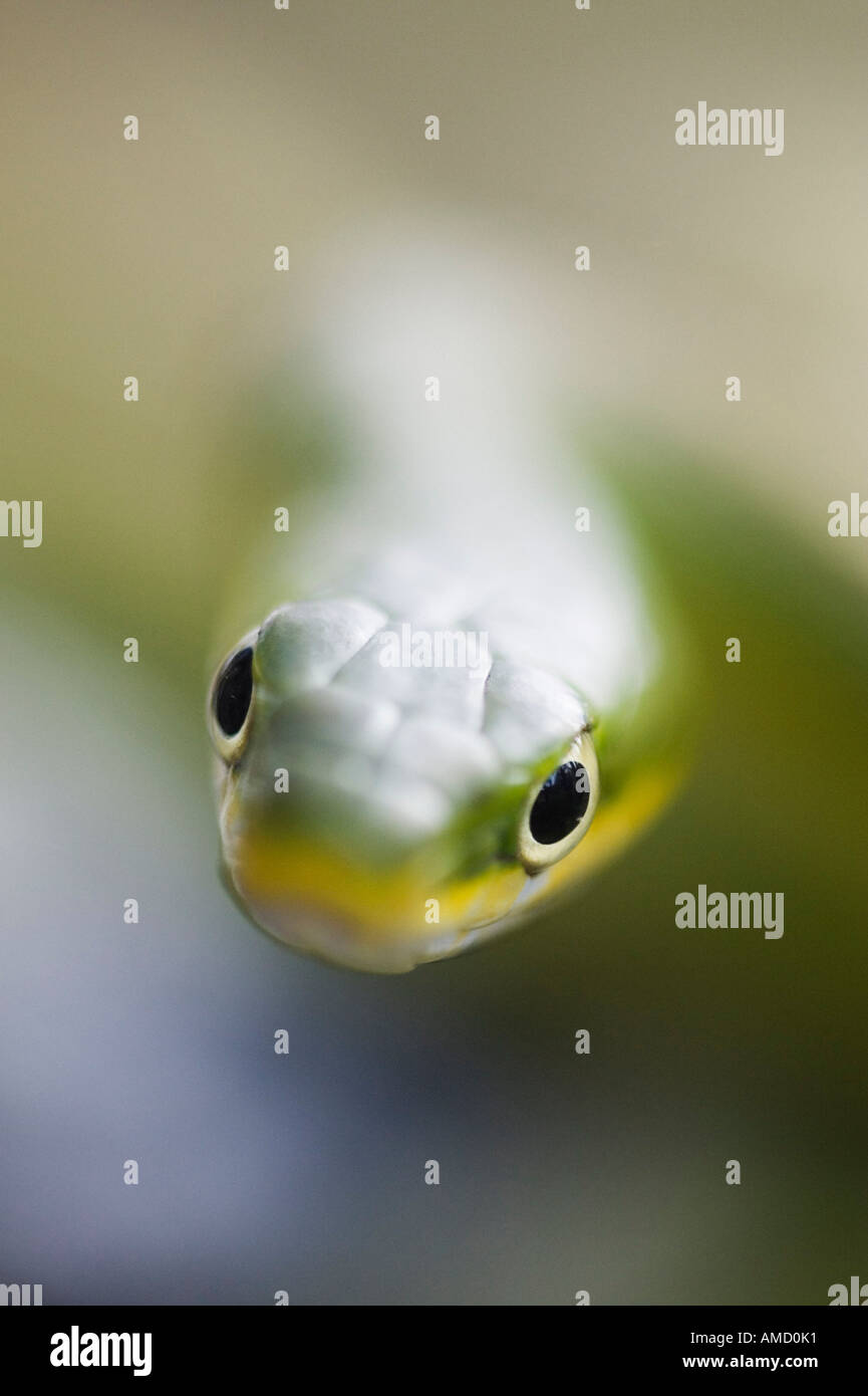 Green Tree Snake Stock Photo - Alamy