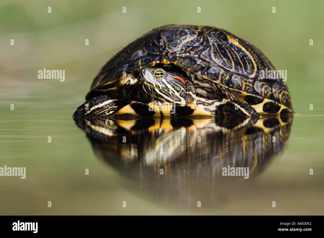 Red-Eared Slider Turtle Stock Photo - Alamy