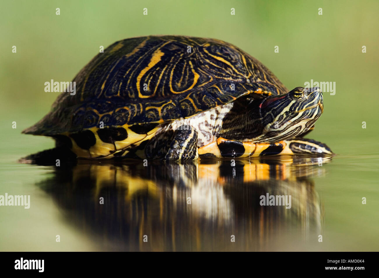 Red-Eared Slider Turtle Stock Photo - Alamy