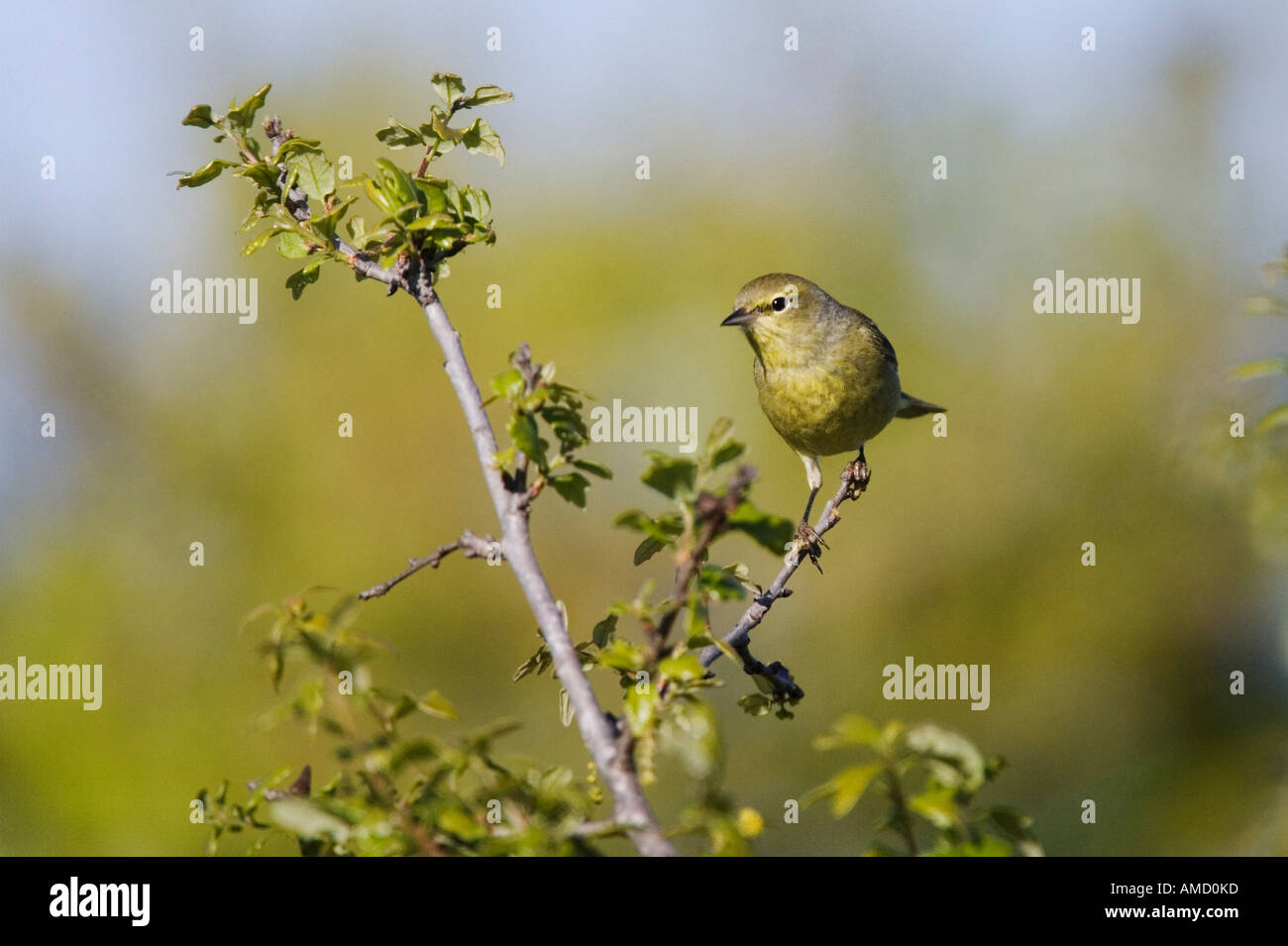 Warbler in Tree Stock Photo - Alamy