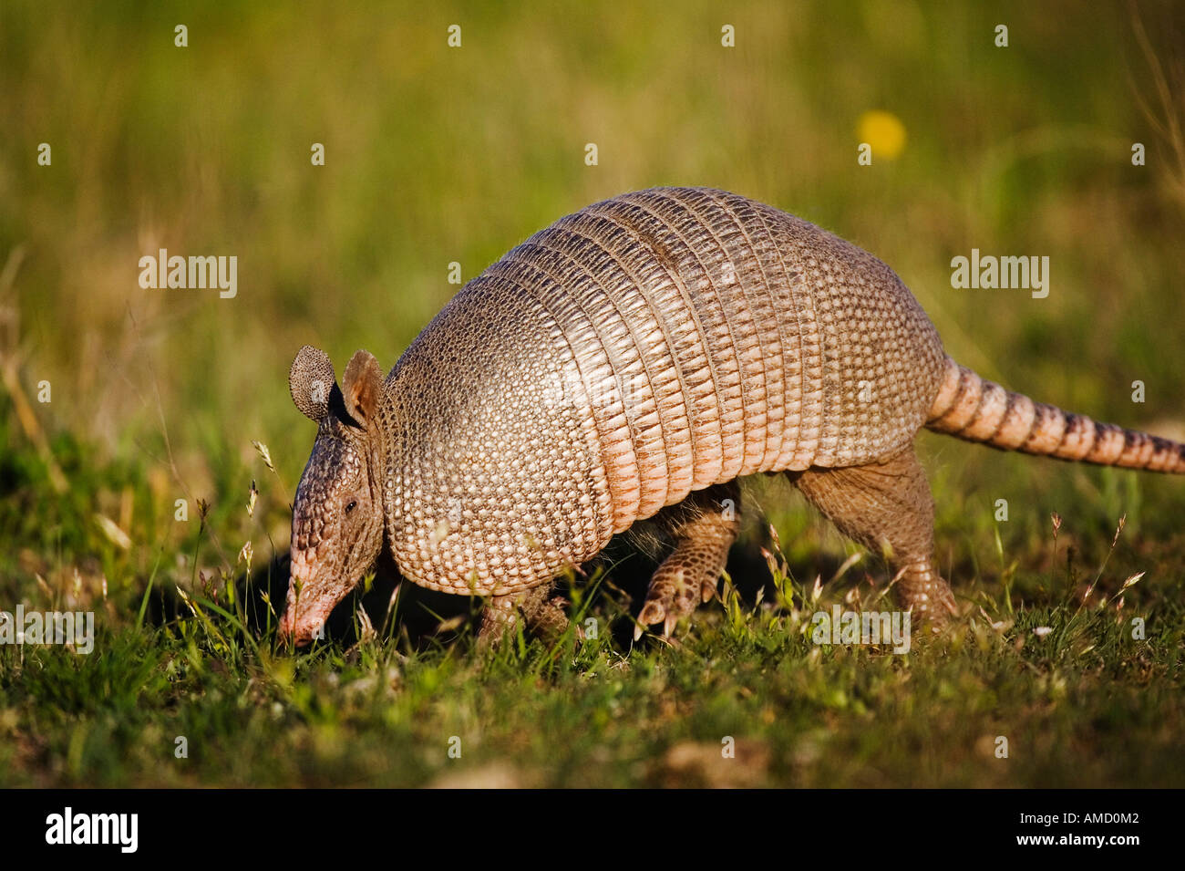 Armadillo protection hi-res stock photography and images - Alamy