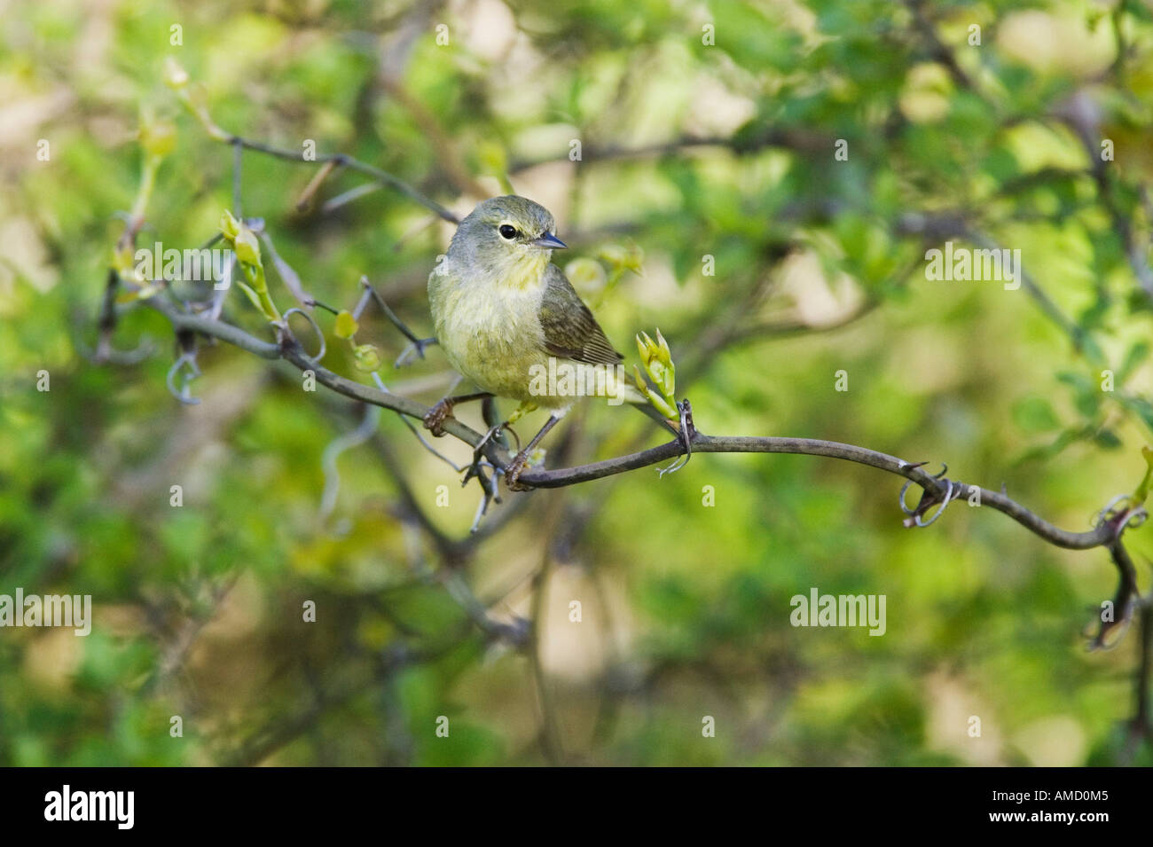 Birdwatcher looking facing hi-res stock photography and images - Alamy