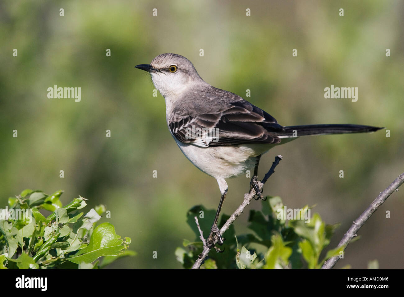 Birdwatcher looking facing hi-res stock photography and images - Alamy