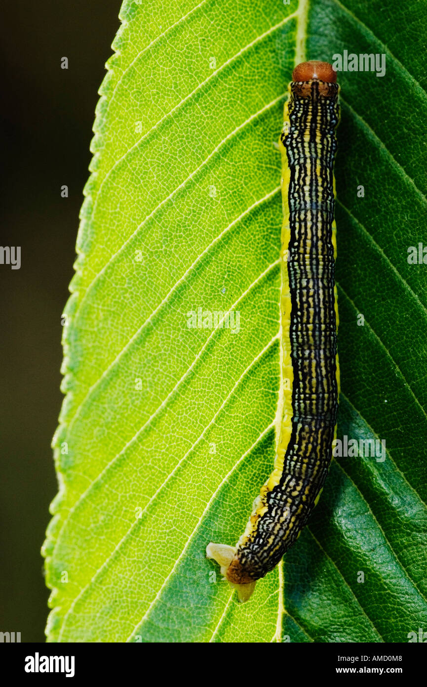 Caterpillar on Leaf Stock Photo - Alamy