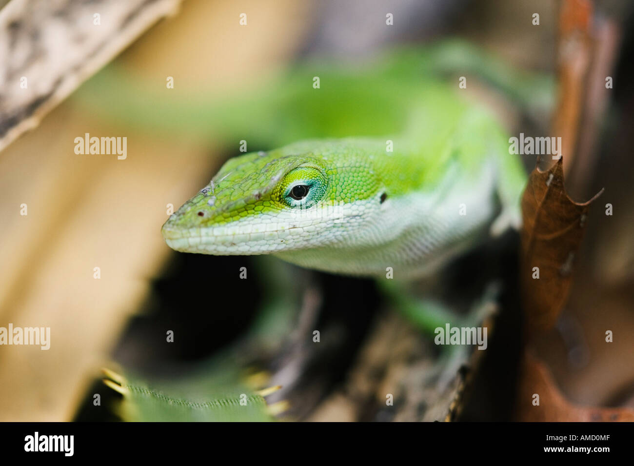 Macro shot of an anole hi-res stock photography and images - Alamy