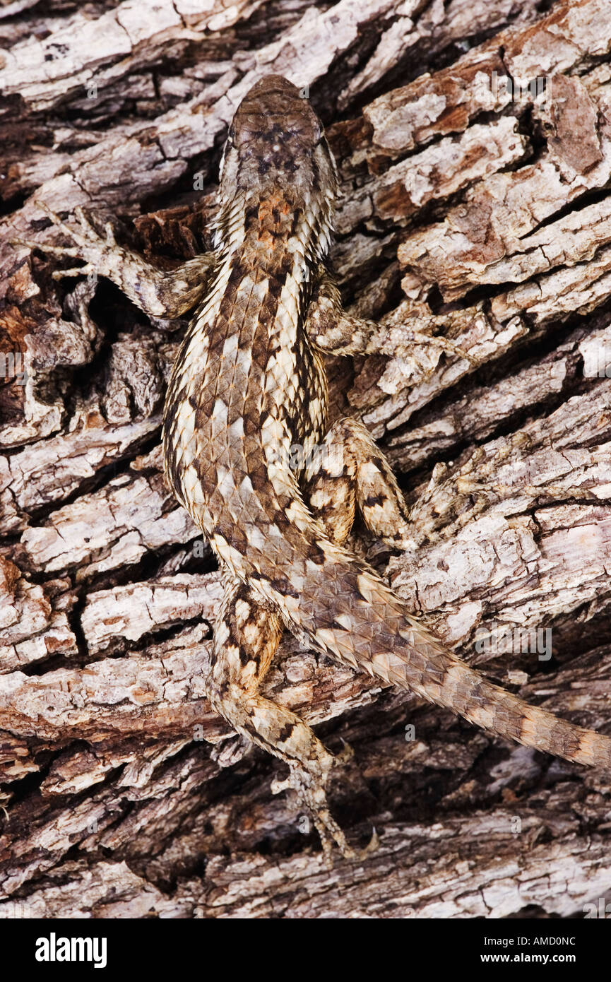 Texas tree lizard hi-res stock photography and images - Alamy