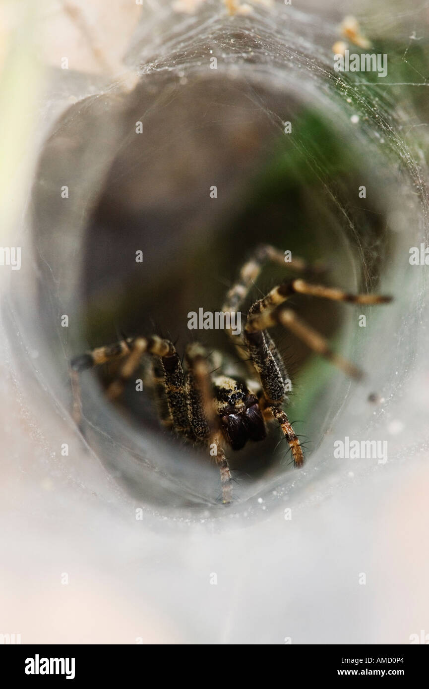 Invertebrate spider funnel web hi-res stock photography and images - Alamy