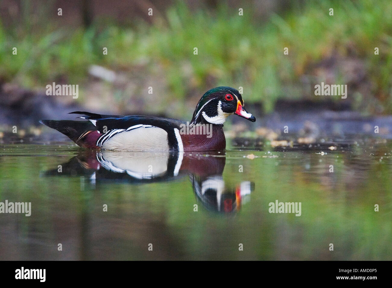 Duck animal facing camera hi-res stock photography and images - Alamy