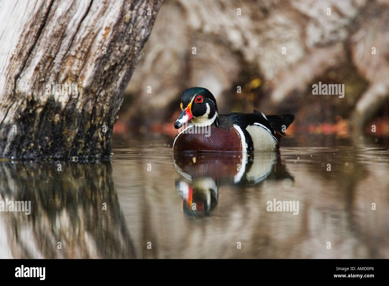 Close up view of male wood duck hi-res stock photography and images - Alamy
