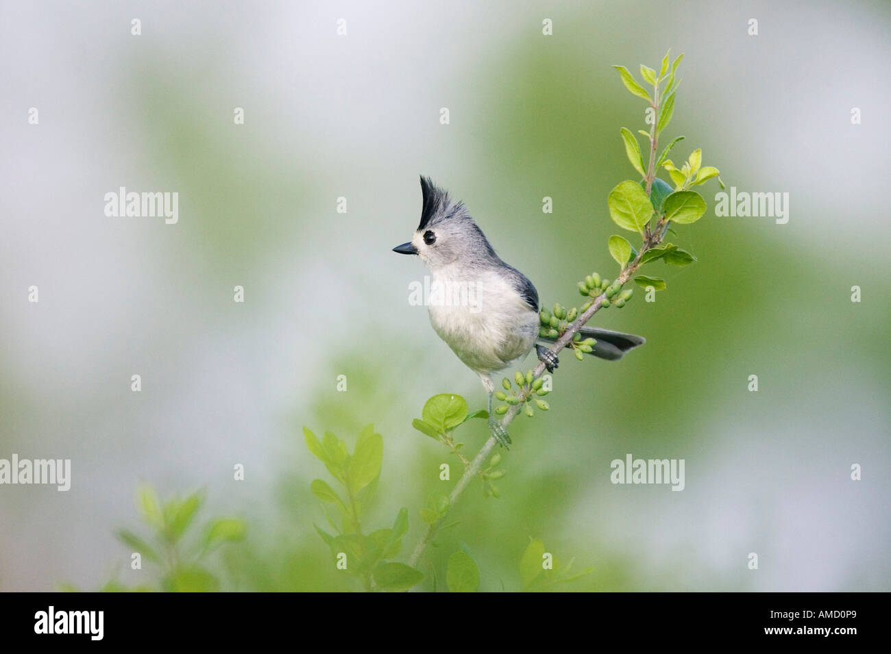 Bird profile tufted titmouse hi-res stock photography and images - Alamy