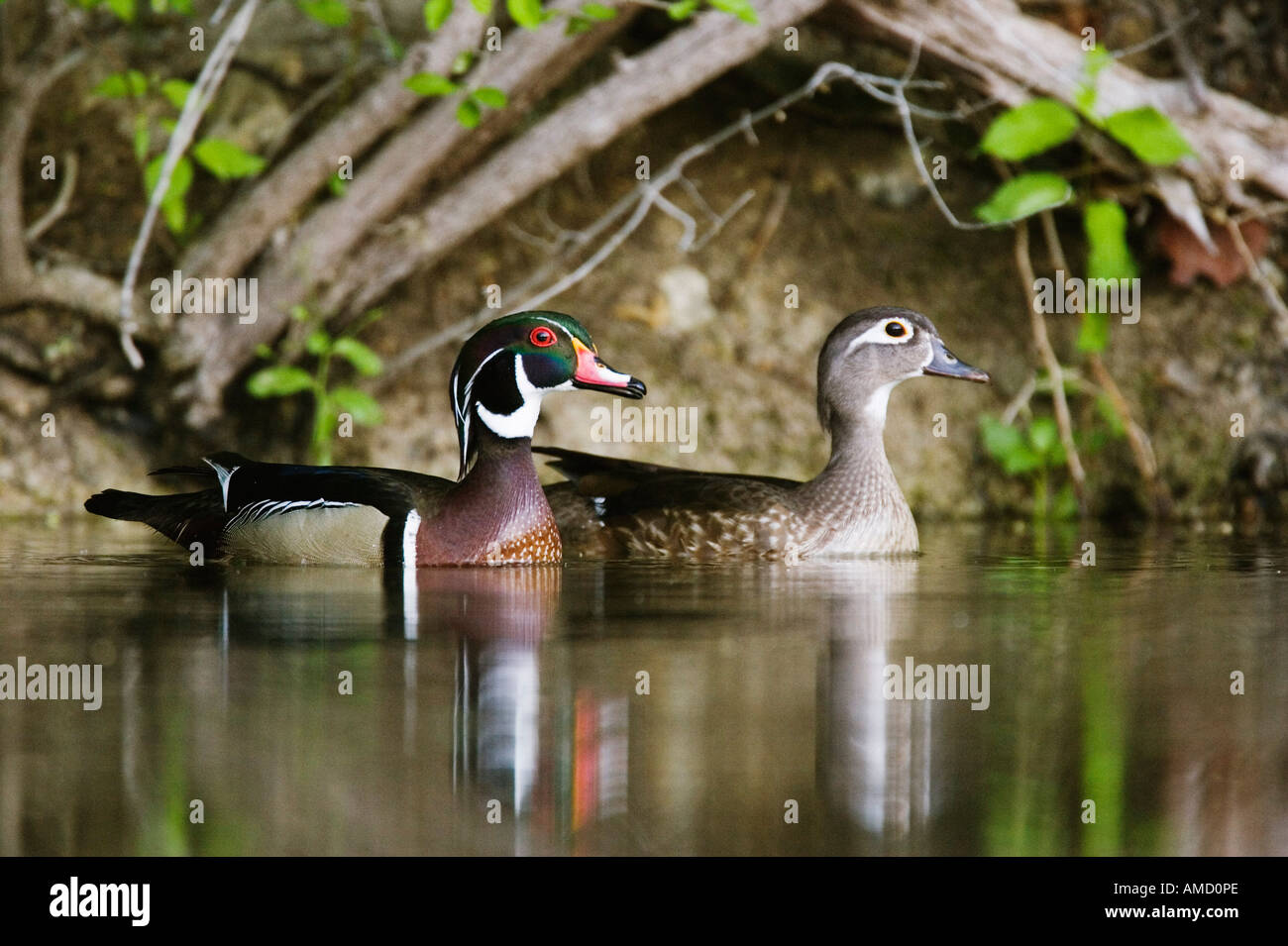 Close up view of male wood duck hi-res stock photography and images - Alamy