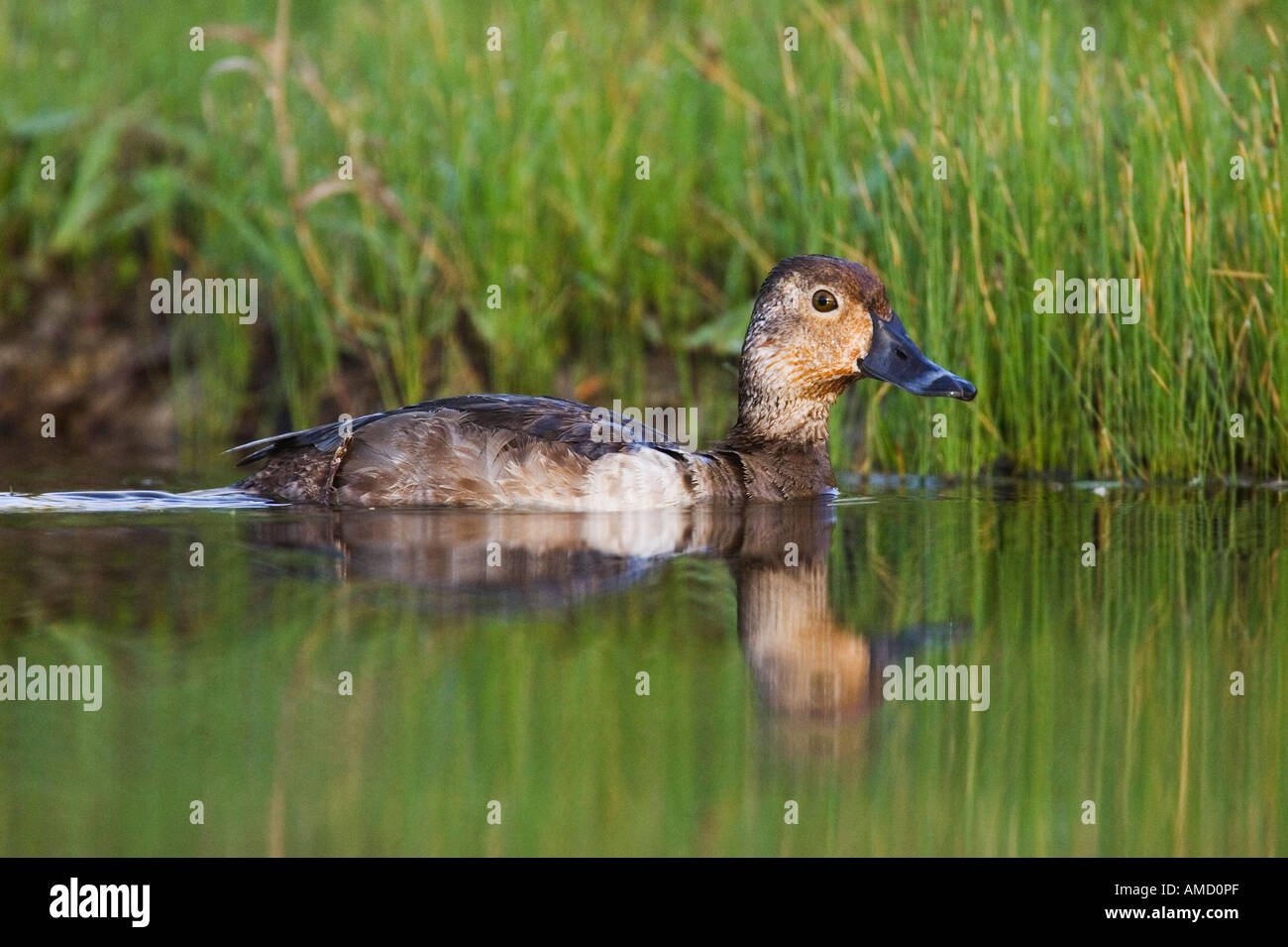 Female Ring-Necked Duck Stock Photo - Alamy
