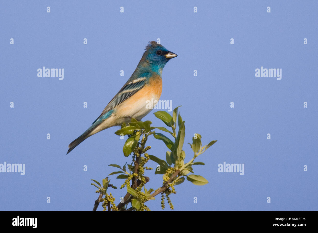 Lazuli Bunting on Tree Top Stock Photo - Alamy