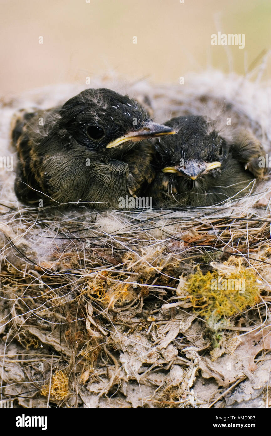 Eastern Phoebe Babies
