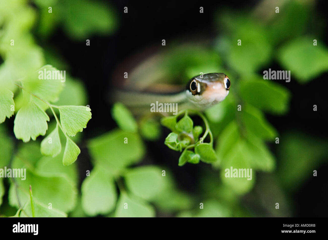 Snake in Leaves Stock Photo - Alamy