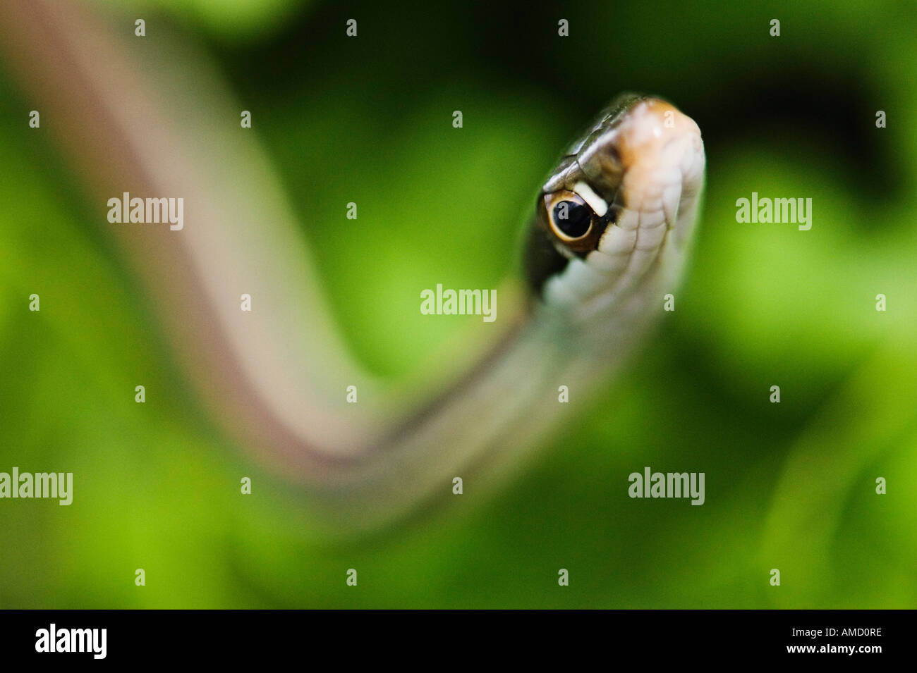 Snake facing camera hi-res stock photography and images - Alamy