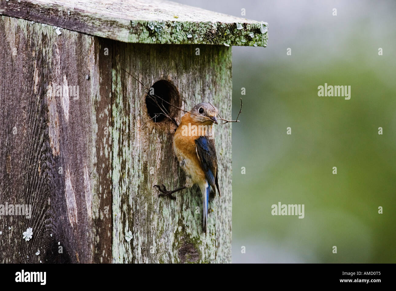 Eastern Bluebird at Nesting Box Stock Photo - Alamy