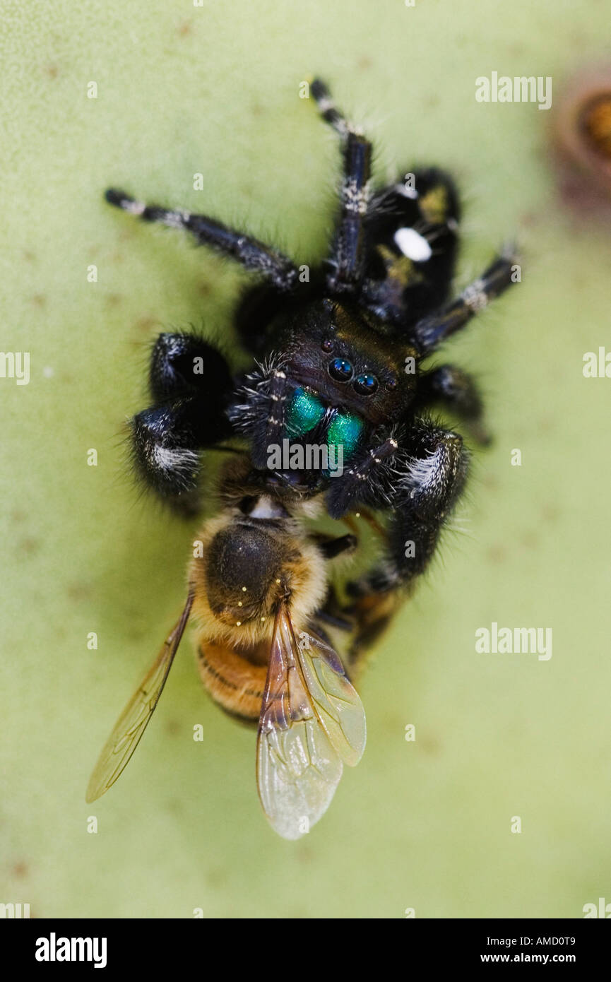 Texas jumping spider hi-res stock photography and images - Alamy