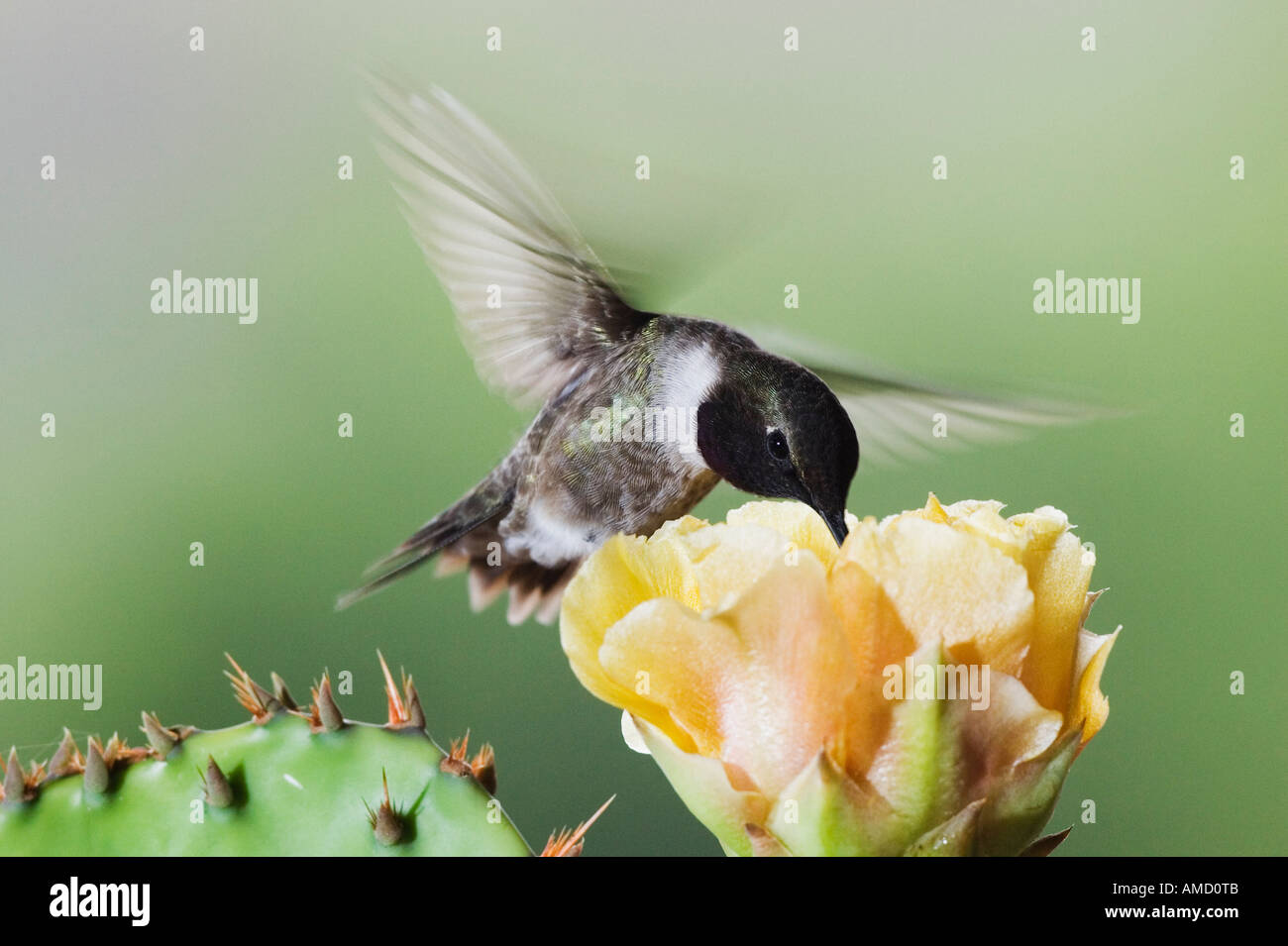 Black-Chinned Hummingbird at Prickly Pear Cactus Stock Photo - Alamy