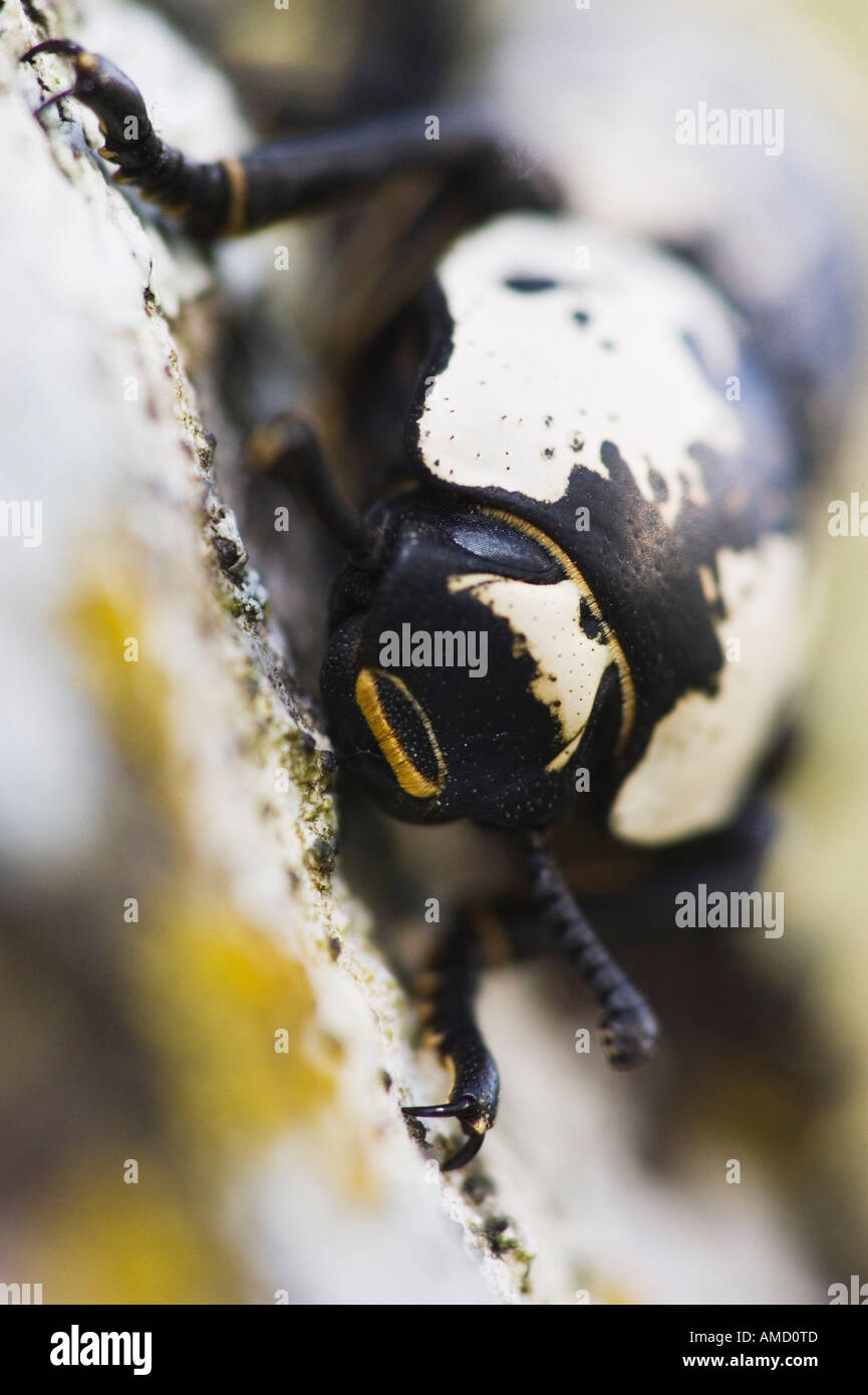 Close-up of Beetle Stock Photo - Alamy