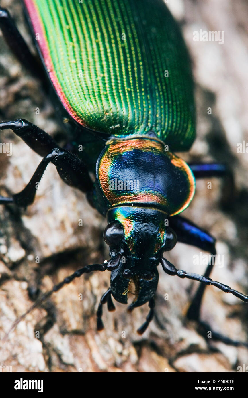 Beetle antennae usa hi-res stock photography and images - Alamy