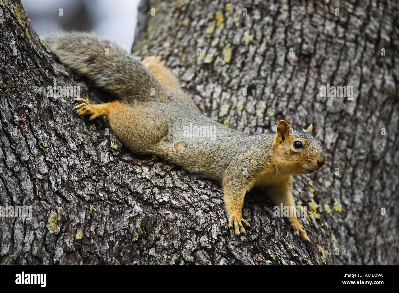 Squirrel in Oak Tree Stock Photo - Alamy